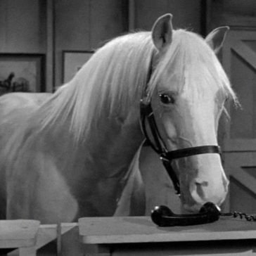 Mr. Ed, The Talking Horse: 24 Fascinating Facts