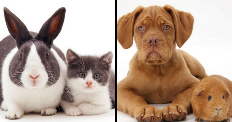 This Photographer Shoots Pictures Of Animal Brothers From Other Mothers ...