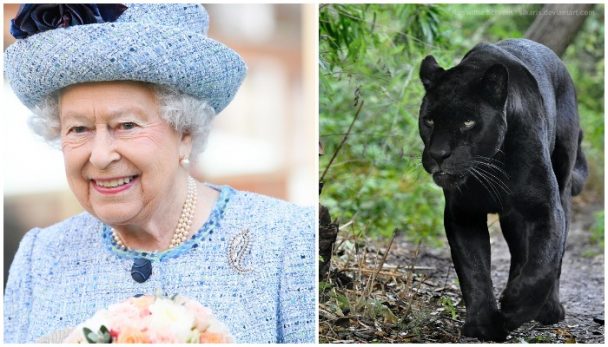 9 Bizarre Exotic Animals Queen Elizabeth Has Received as Gifts ...