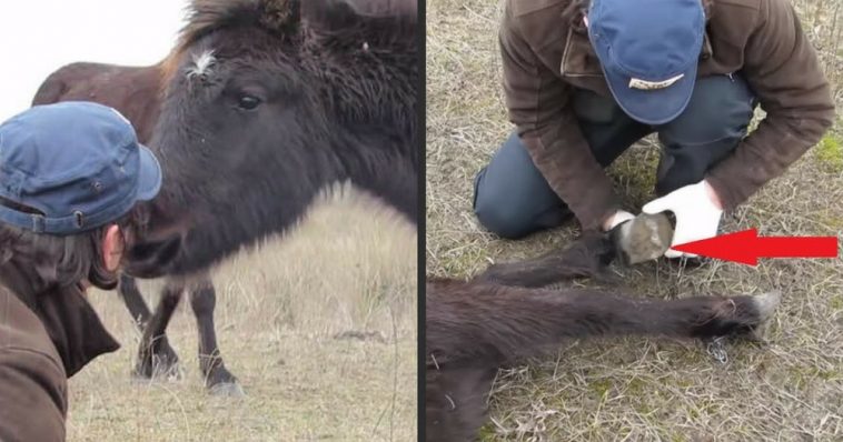 Man Saves Wild Horse With Chained Legs And Moments Later Horse Thanks ...