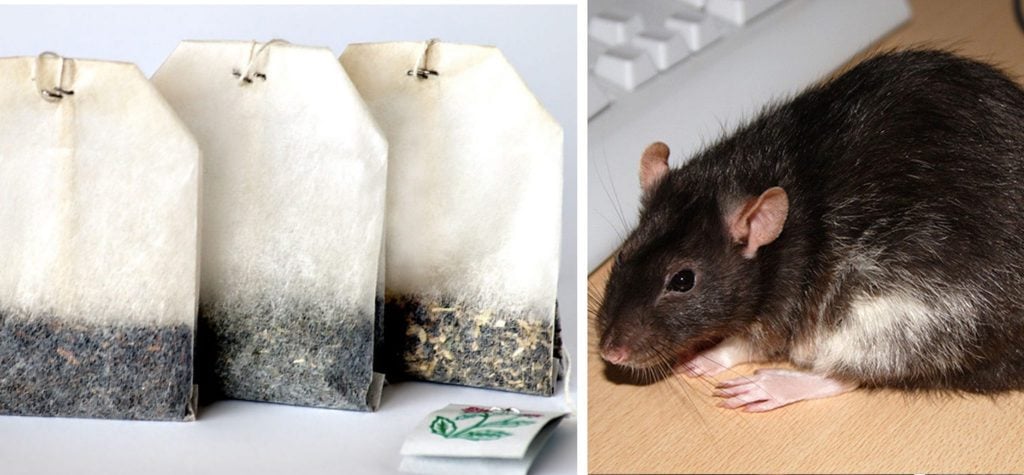 Use The Tea Bag Method To Keep Rats And Spiders Out Of Your Home