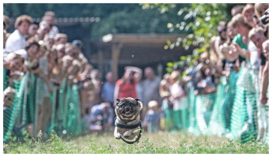 Emma The Pug Crowned "Usain Bolt Of Pugs" After Finishing Race In Less ...