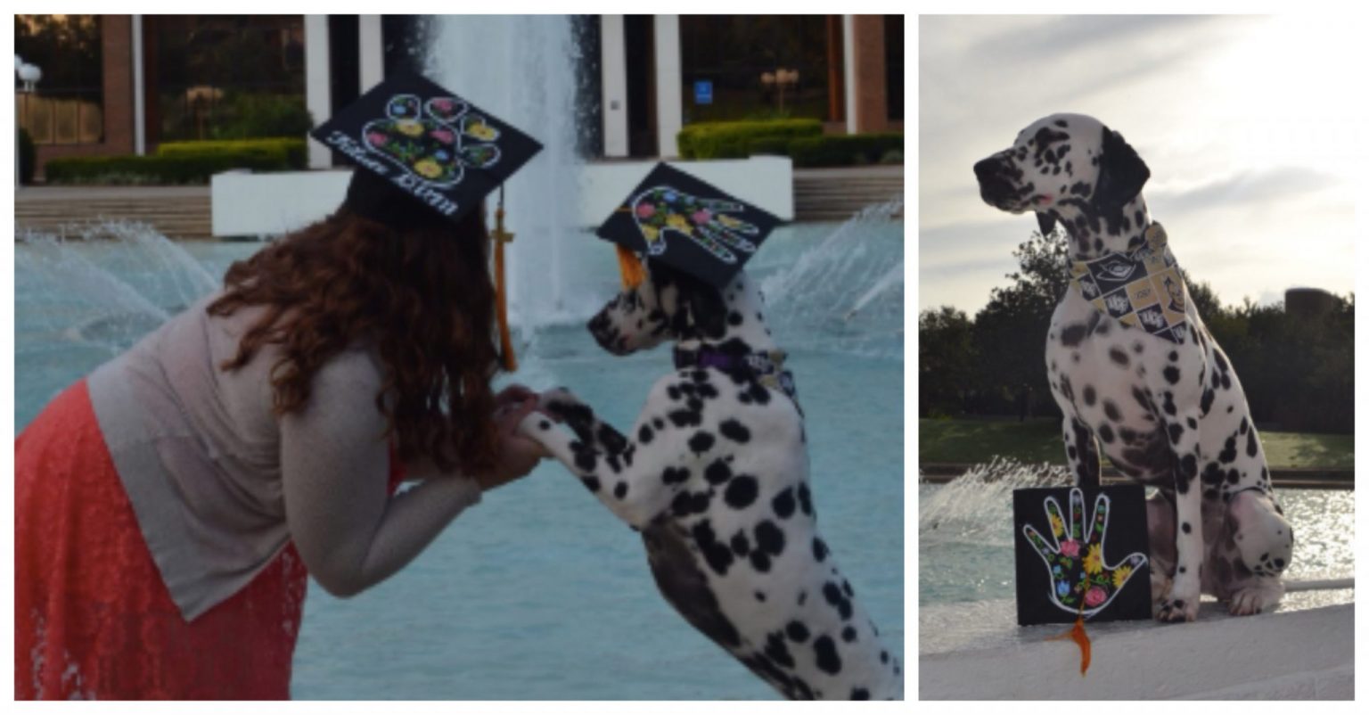 Service Dog Receives Matching Graduation Cap With Owner