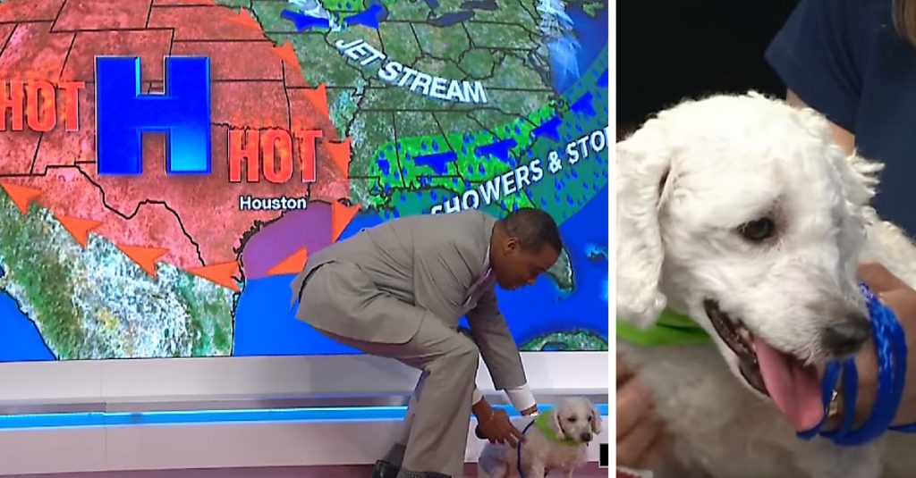 This Adorable Dog Interrupting A Weather Forecast Will Make Your Day This Adorable Dog Interrupting A Weather Forecast Will Make Your Day