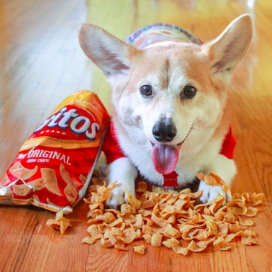 Why Do Your Dog's Feet Always Smell Like Fritos?
