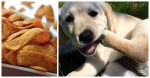 Why Do Your Dog's Feet Always Smell Like Fritos?