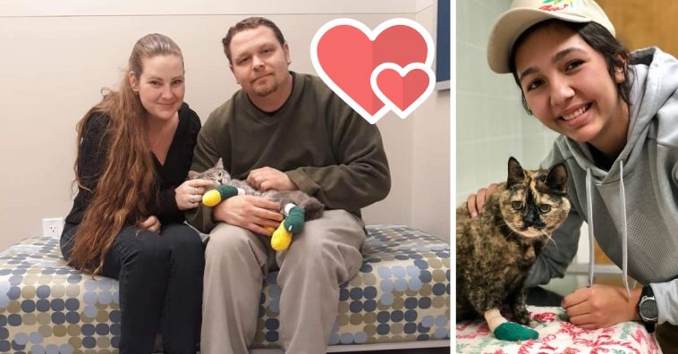Check Out Cats Getting Reunited With Their Families After California Fires