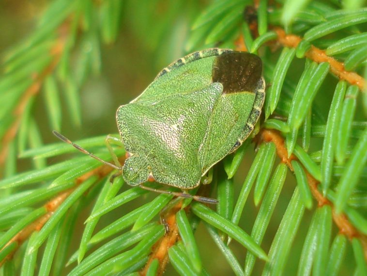 There Could Be 25,000 Bugs Living In Your Christmas Tree