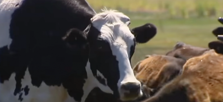 Check Out A Photo Of This Giant Cow Towering Over Other Cows