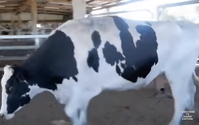 Check Out A Photo Of This Giant Cow Towering Over Other Cows