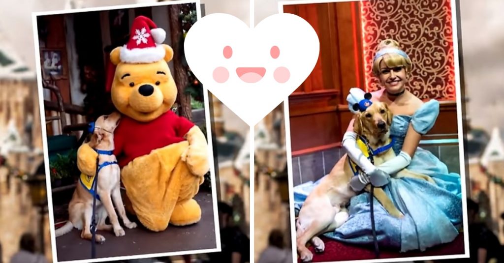 Check Out These Cute Photos Of A Service Dog Training At Disneyland