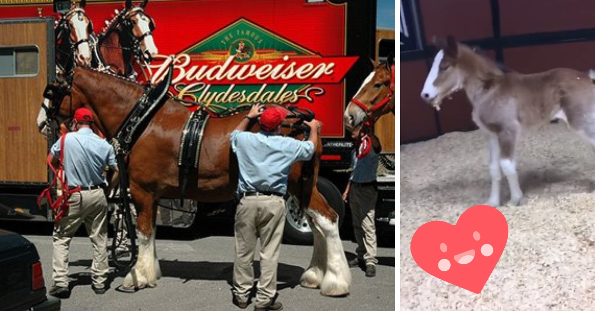 Budweiser Shows Off The First Baby Clydesdale Of 2019