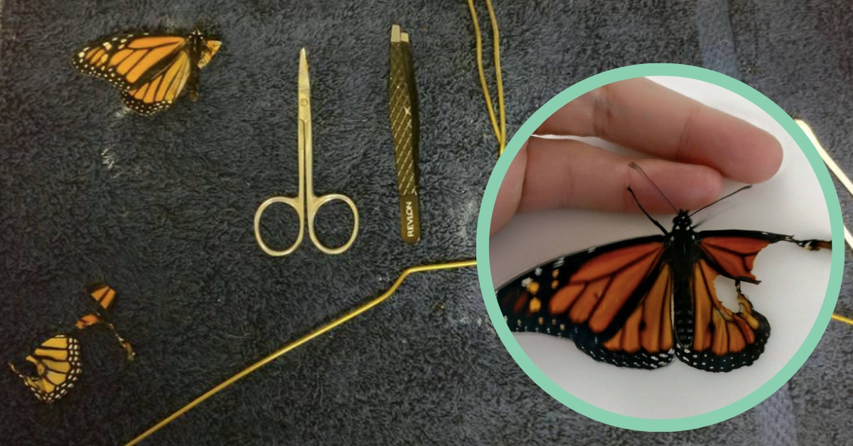 Woman Sews New Wing For Injured Butterfly
