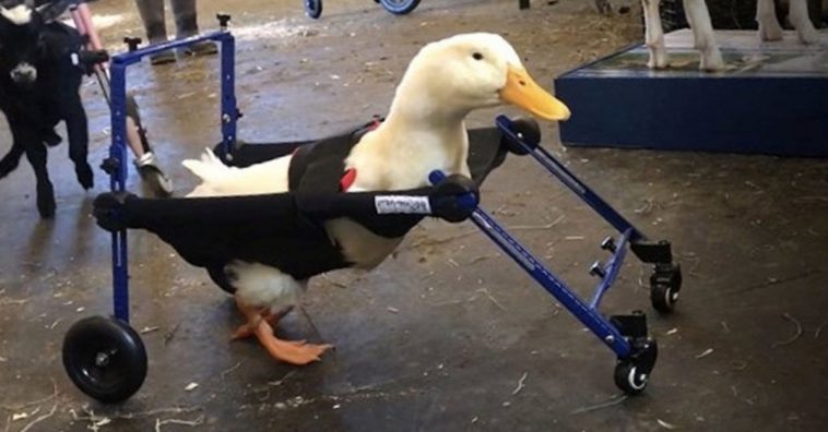 WATCH: Disabled Duck Takes His First Steps Ever With The Help Of ...