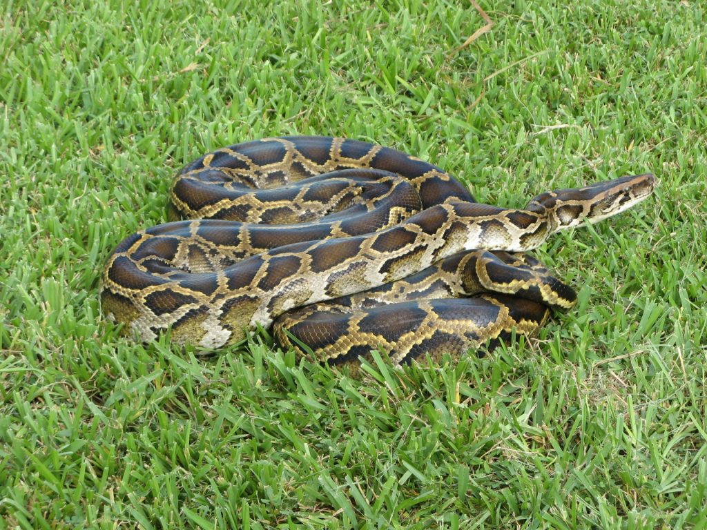 A 17-Foot-Long Python Was Recently Found In Florida