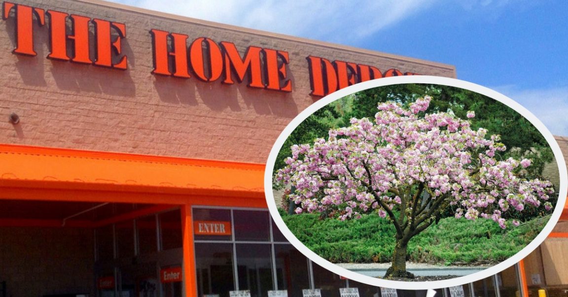 Home Depot Selling Cherry Blossom Trees For Only $39 Right Now!