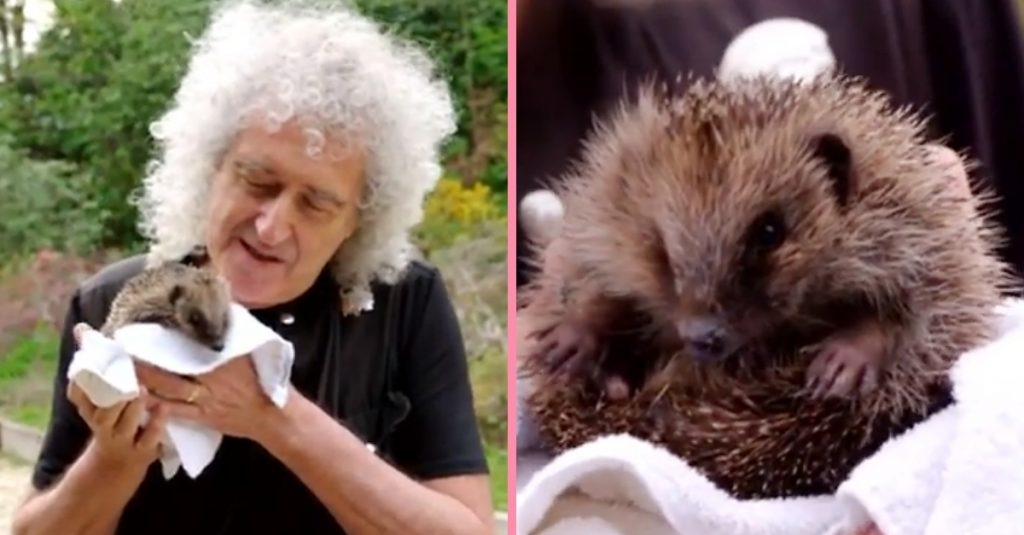 Queen's Longtime Guitarist Brian May Helps Save Hedgehogs