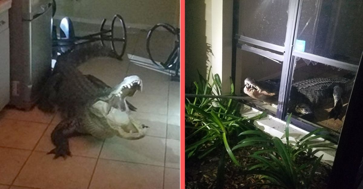 11-Foot Gator Breaks Into Florida Home And Raids The Kitchen