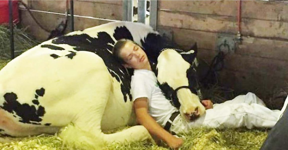 Adorable Cow And Teen Pictured Taking A Nap Together After Cattle Show