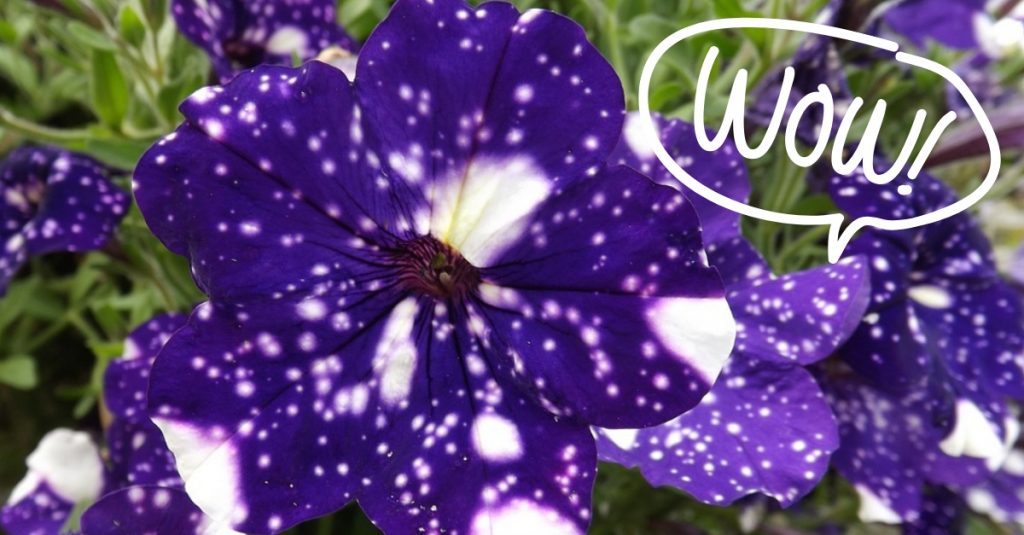 How To Make These Really Cool Galaxy Flowers For Your Yard