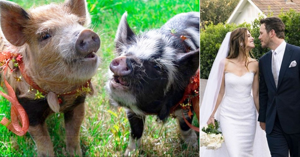 Arnold Schwarzenegger's Daughter Gives Husband Pet Pigs