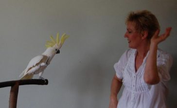 Watch Snowball The Parrot Dance To Classic '80s Songs