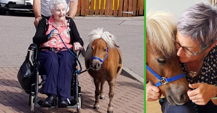 Therapy Ponies Are Being Used To Help Dementia Patients