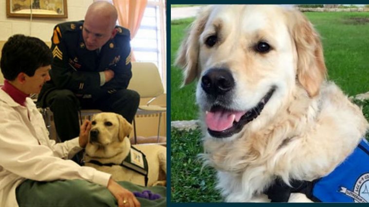 What To Do If A Service Dog Approaches You Without Their Owner