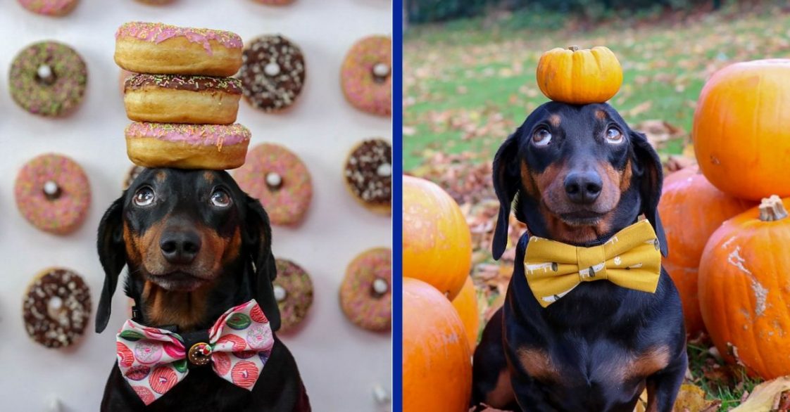 Lovable Dachshund Harlso Able To Perfectly Balance Objects On His Head