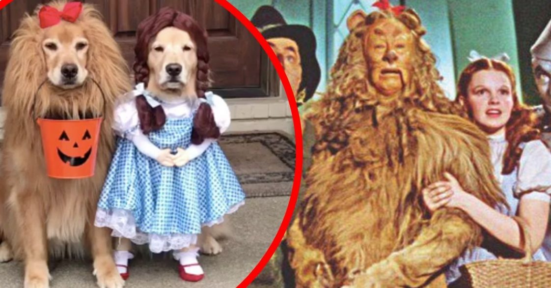Golden Retrievers Dressed As ‘Wizard Of Oz’ Characters Win Halloween