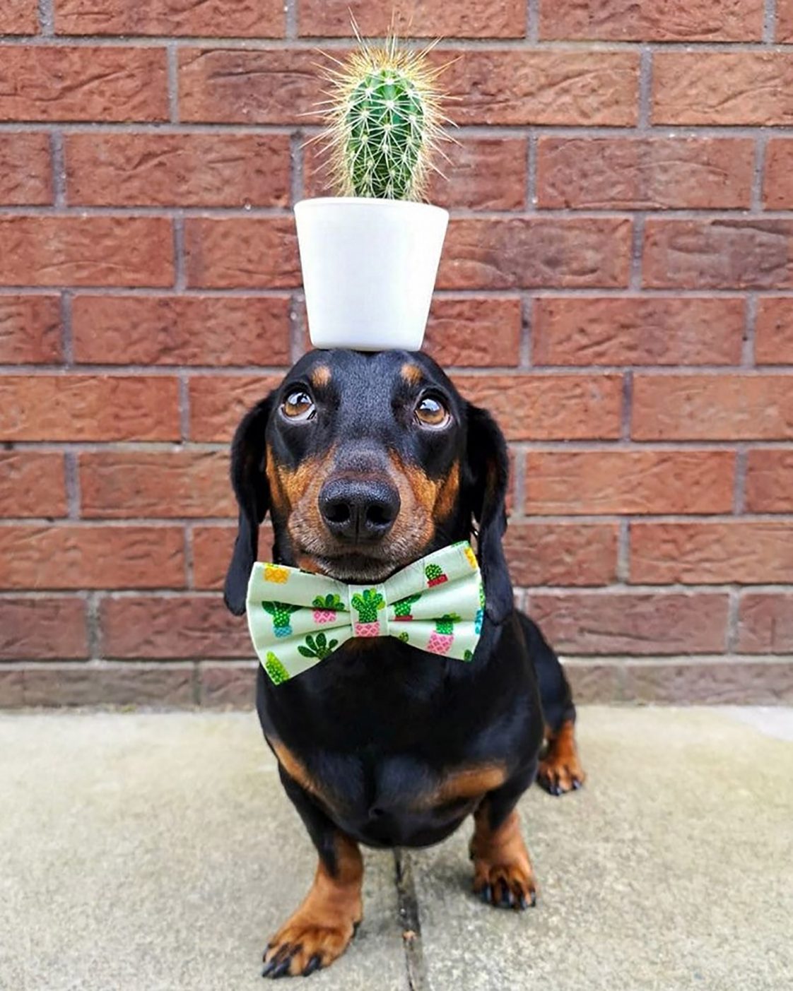 Lovable Dachshund Harlso Able To Perfectly Balance Objects On His Head
