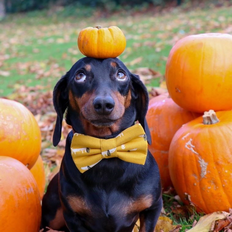 Lovable Dachshund Harlso Able To Perfectly Balance Objects On His Head