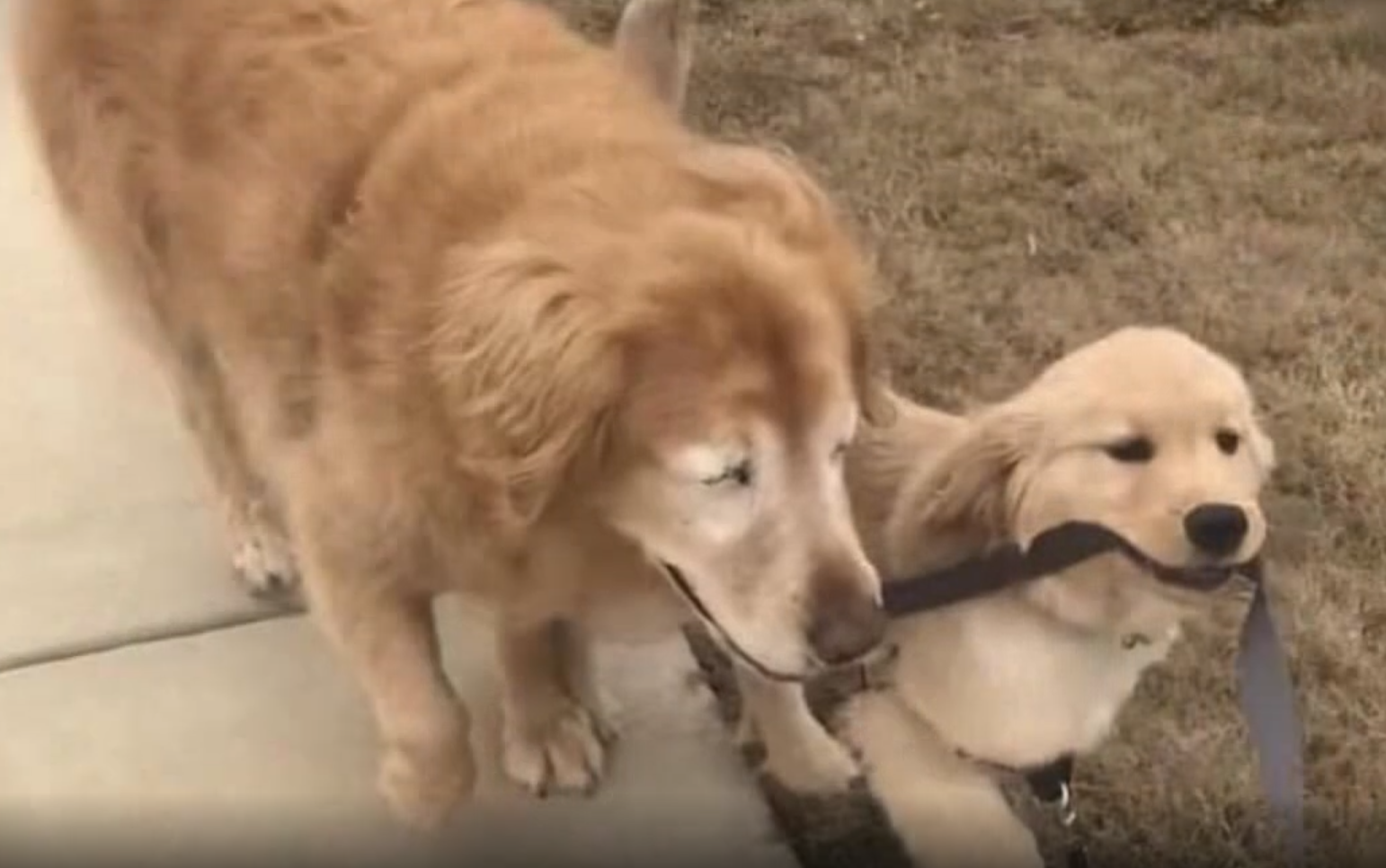 Blind Senior Dog Got A Seeing-Eye Puppy To Help In His Old Age