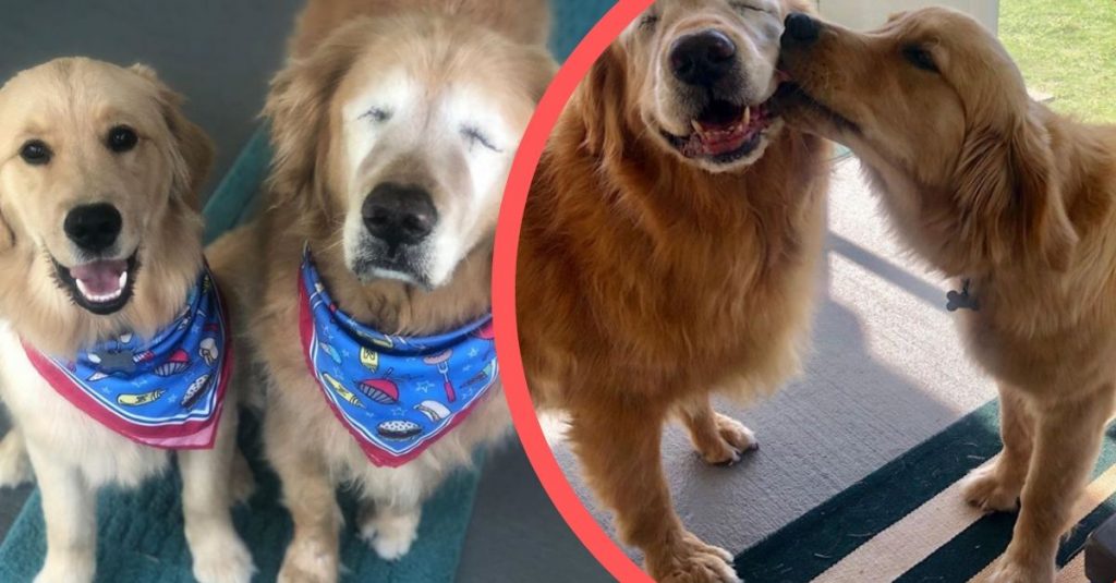 Blind Senior Dog Got A Seeing-Eye Puppy To Help In His Old Age