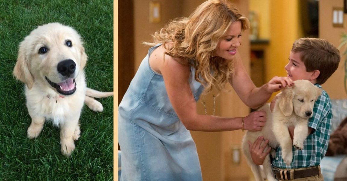 Cosmo The Dog From 'Fuller House' Dies From Surgery Complications