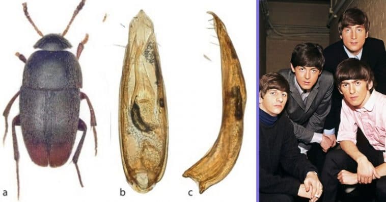 New Species Of Beetle Named After The Beatles, Ptomaphagus thebeatles