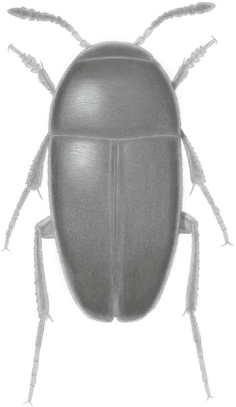 New Species Of Beetle Named After The Beatles, Ptomaphagus thebeatles