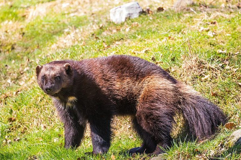 Tourists At Yellowstone Catch A Glimpse Of The Park's Rarest Animal