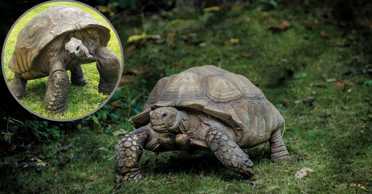 Meet Jonathan, Reportedly The Oldest Tortoise In The World