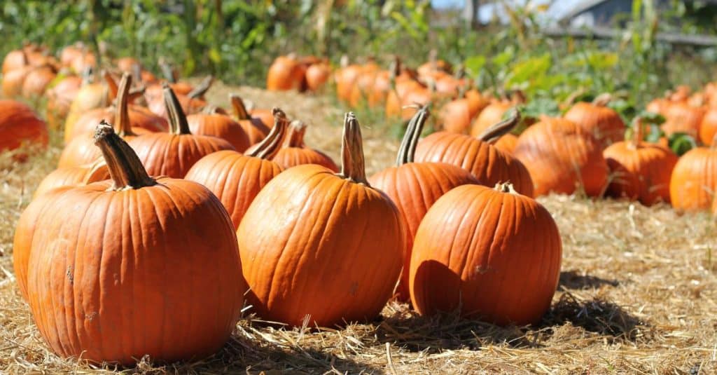Which State Is The Pumpkin Capital Of America And By How Much?