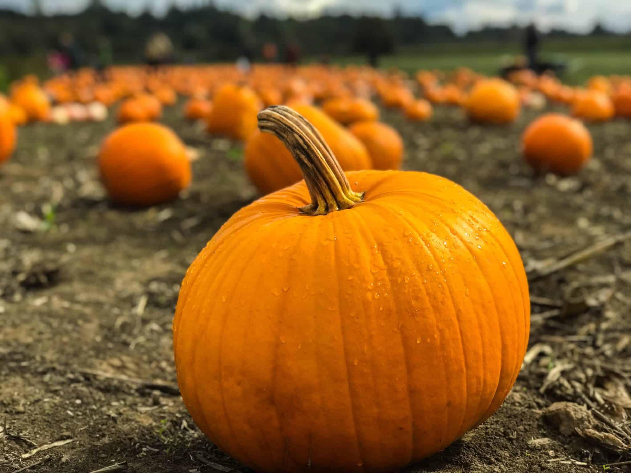 Which State Is The Pumpkin Capital Of America And By How Much?