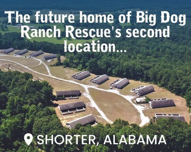 Nation’s Largest No-Kill Dog Rescue Shelter Officially Opens In Alabama ...