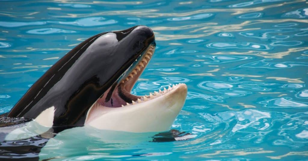 The US Navy Has Trained Sea Mammals To Keep Rivals Away For Six Decades ...