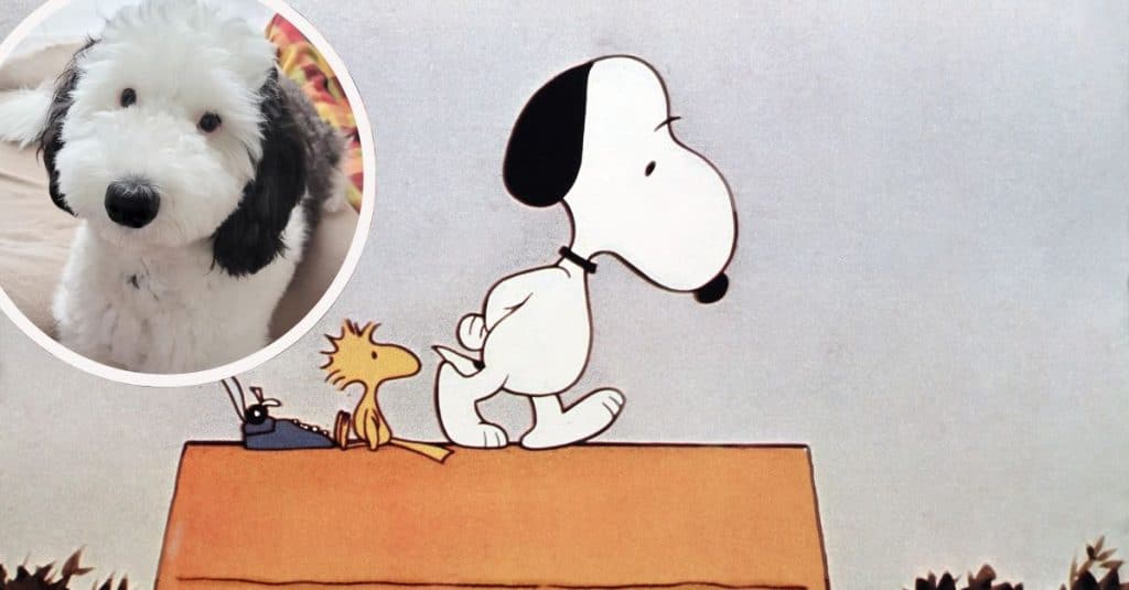 Meet Snoopy The Dog's Real Life Look-Alike, Bayley