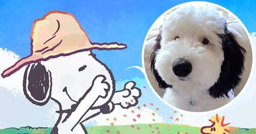 Real-Life Snoopy, Named Bayley, Has The Internet Swooning