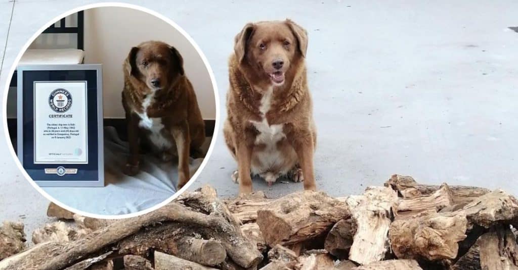 Bobi, The World's Oldest Dog Ever, Dies Aged 31 | DoYouRemember?