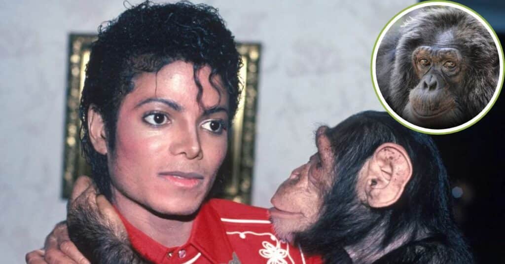 Michael Jackson’s Pet Chimp Nearing 50 Years Old As He Enjoys Sanctuary ...
