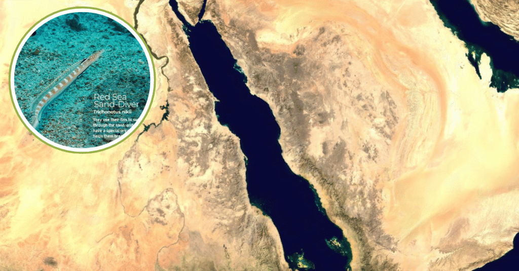 Deep-Sea Discovery Made In Region Where Moses Parted The Red Sea