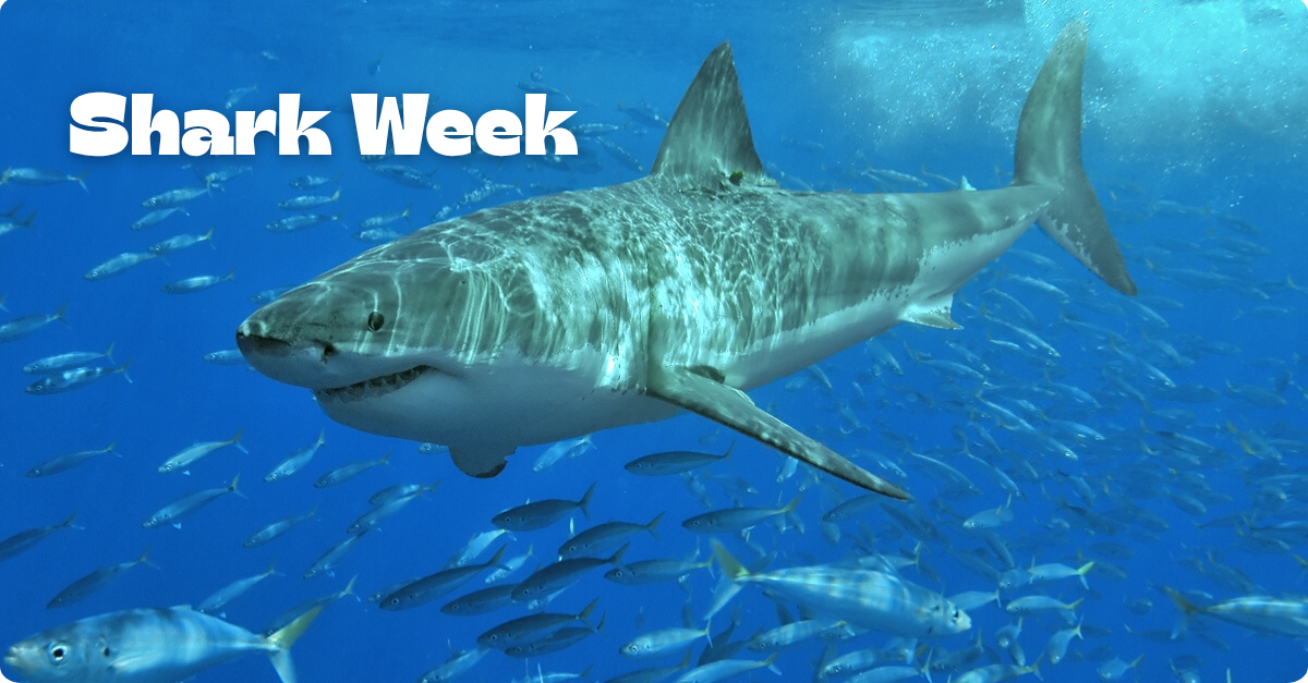 Shark Week 2025 Schedule And How to Watch